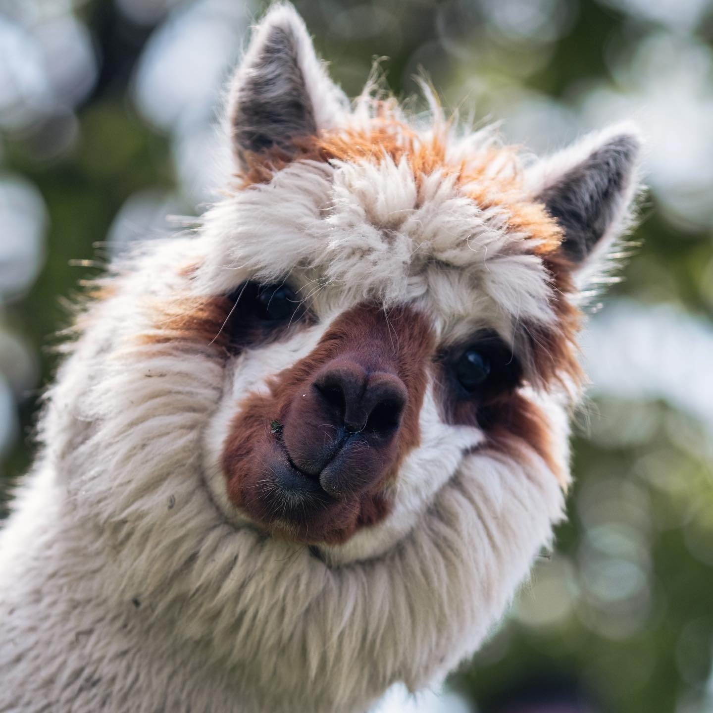 Bella Animal Park - Siofok